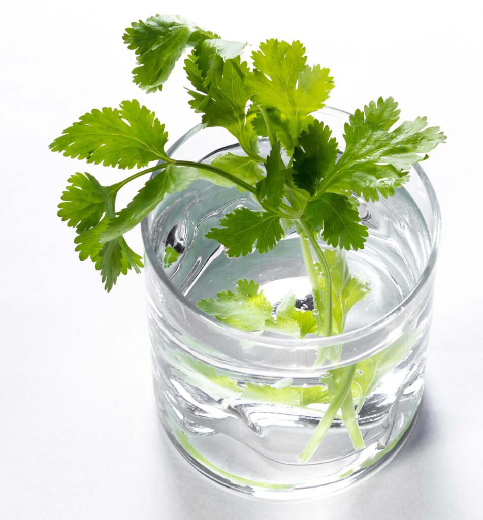 Cilantro - Poe Center for Health Education NC