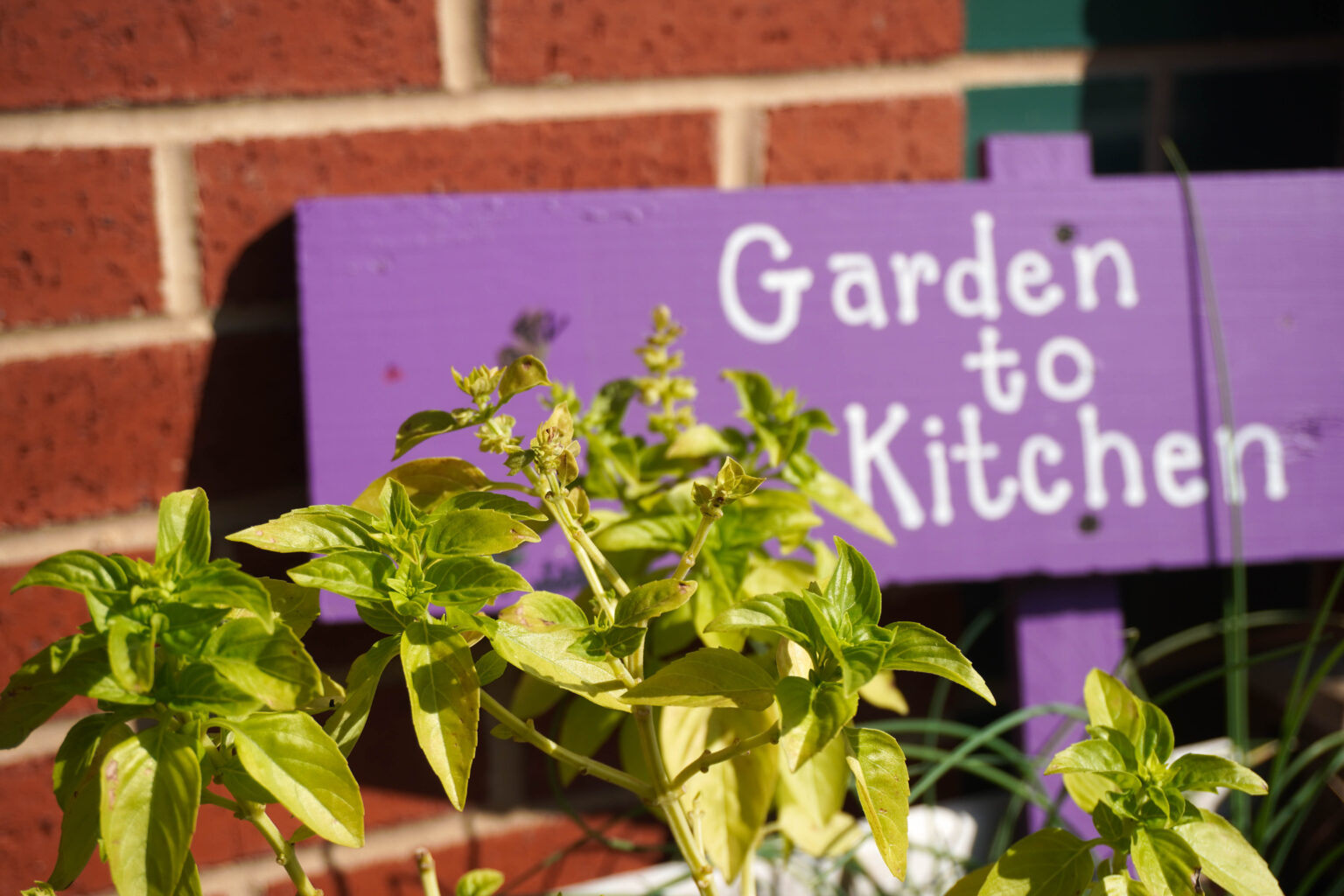 5 Ways to Preserve Basil and Other Summer Herbs - Poe Center for Health ...