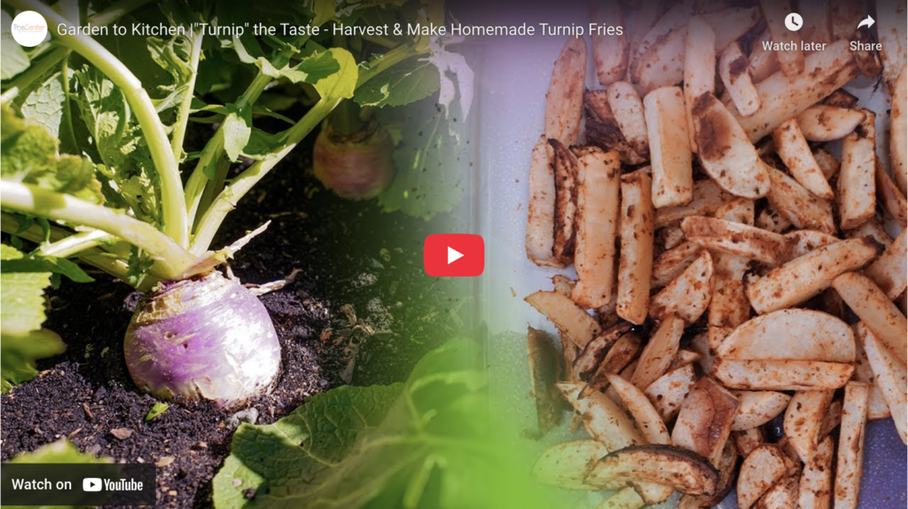 "Turnip" the Taste - Harvest & Make Homemade Turnip Fries - Poe Center ...