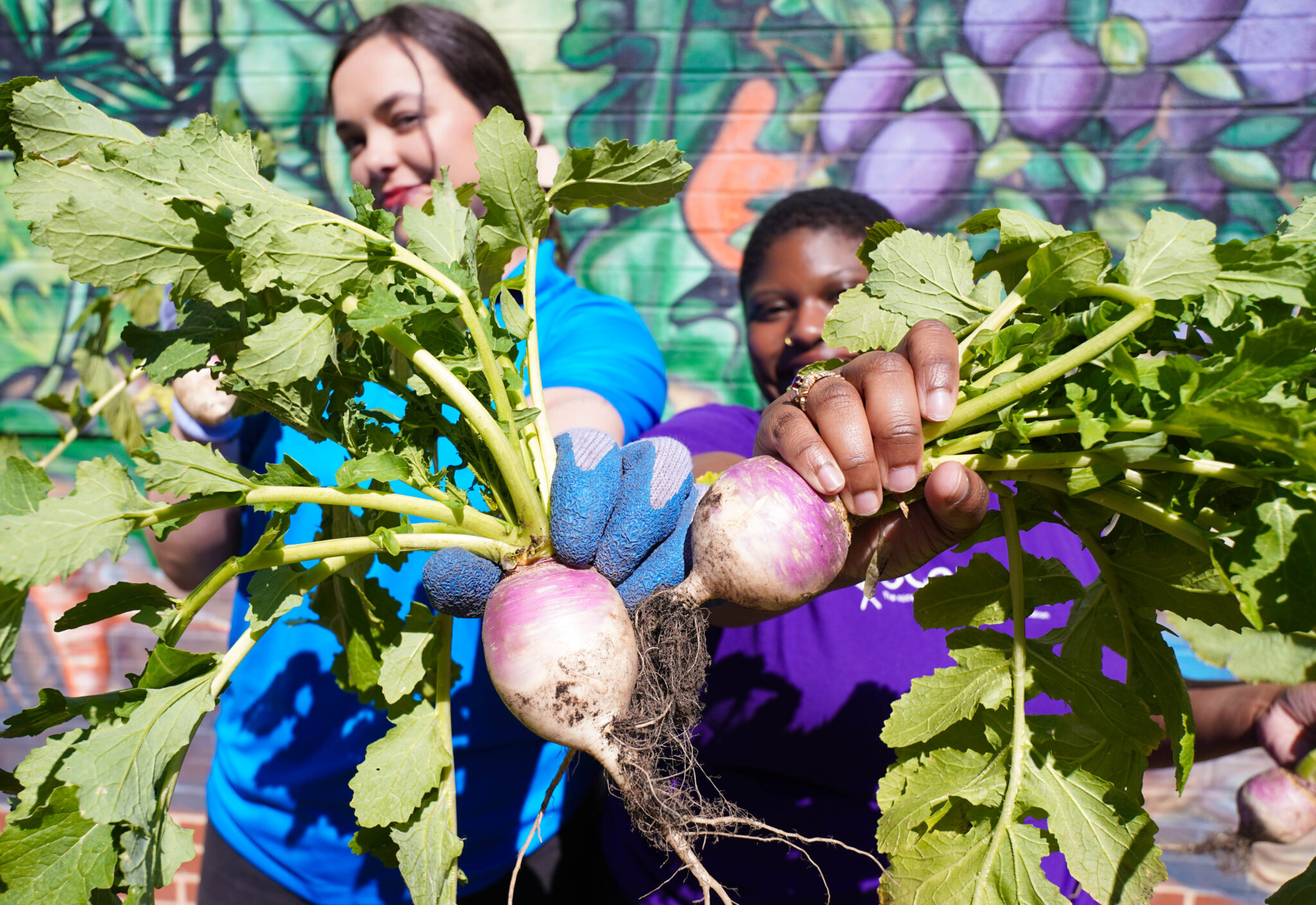 "Turnip" the Taste - Harvest & Make Homemade Turnip Fries - Poe Center ...