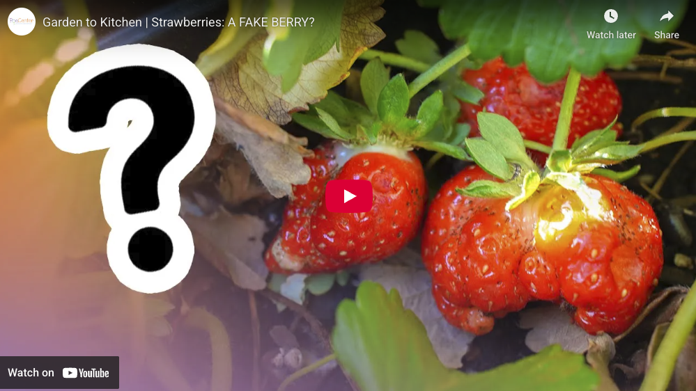 Strawberries: A FAKE BERRY? - Poe Center for Health Education NC