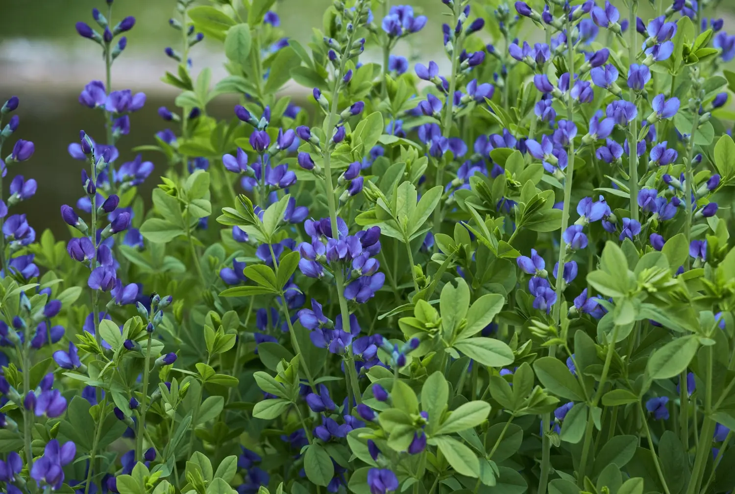 Blue Wild Indigo - Poe Center for Health Education NC