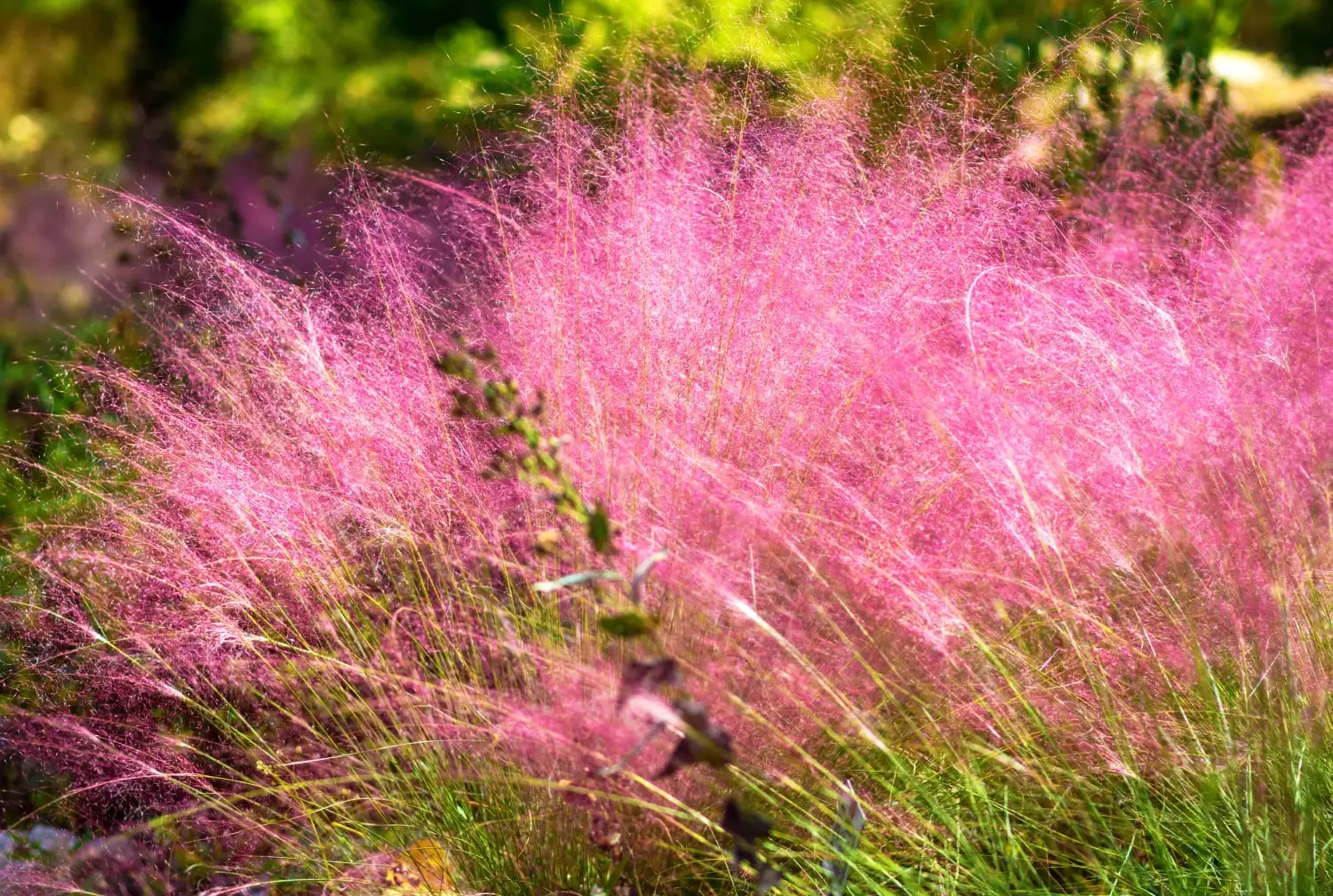 Pink Muhly Grass - Poe Center for Health Education NC